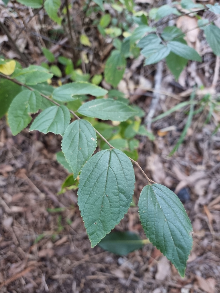 Chinese Hackberry from Old Ipswich Rd at West Falen Community Garden ...