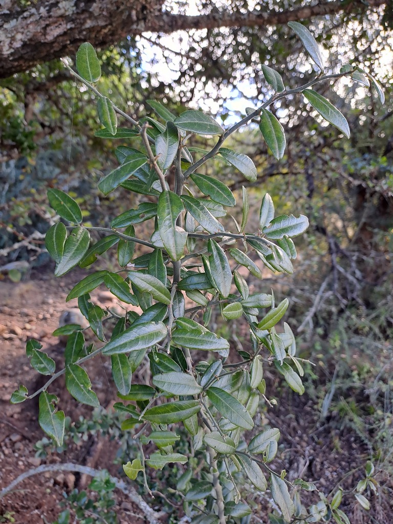 indian caper from Amathole District Municipality, South Africa on May ...