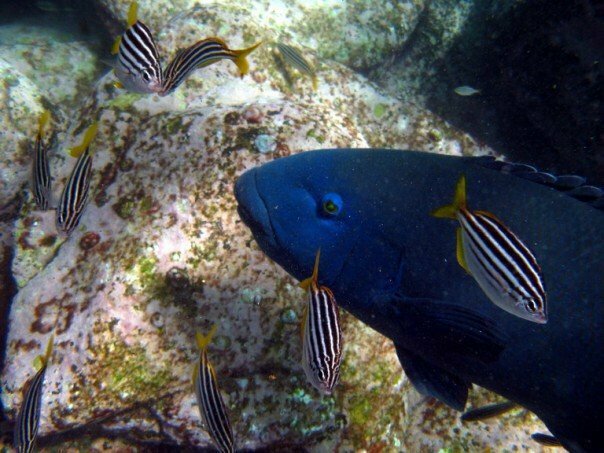 Eastern Blue Groper from Waverley, AU-NS, AU on January 24, 2007 at 04: ...