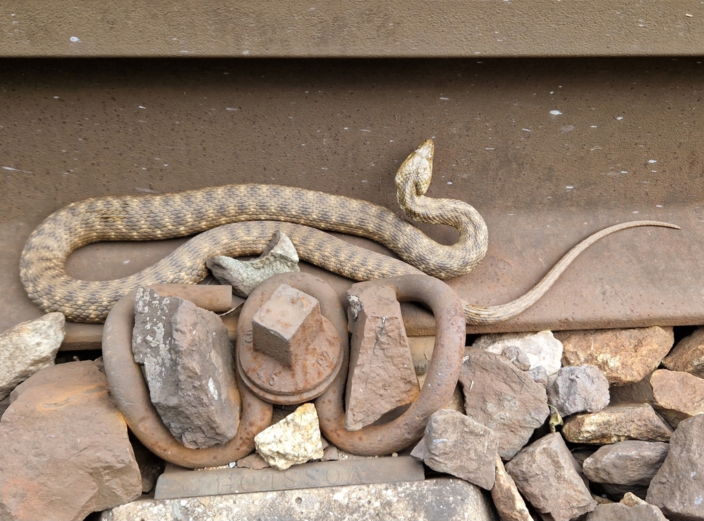 Tessellated Water Snake from Ľubochňa 60, 034 91 Ľubochňa, Slovakia on ...