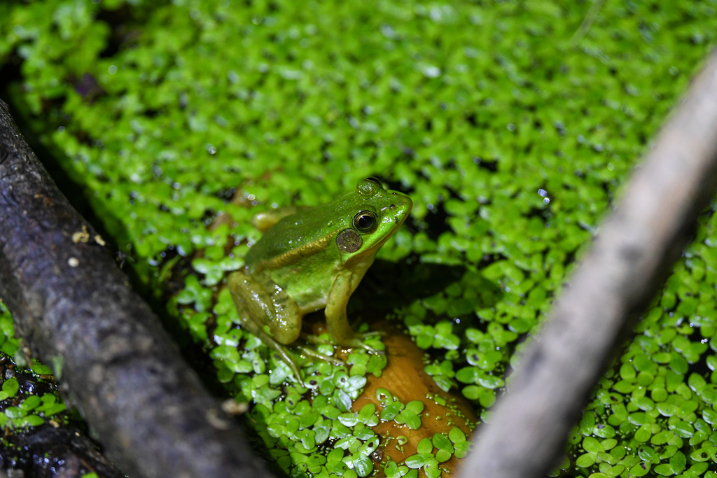 Eastern Golden Frog from 中国江苏省南京市浦口区 on June 14, 2023 at 08:55 PM by ...