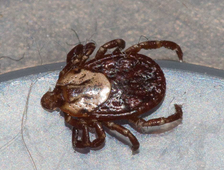 American Dog Tick from Washington County, VT, USA on June 20, 2023 at ...