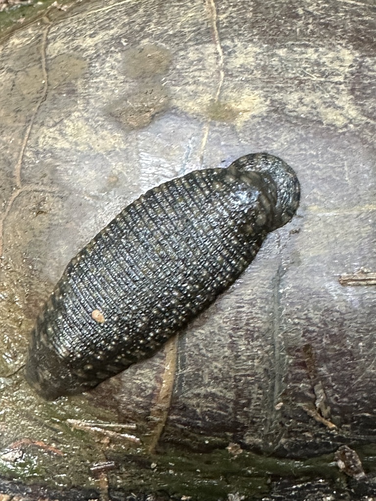 Smooth Turtle Leech from Sams Lake Bird Sanctuary, Fayetteville, GA, US ...