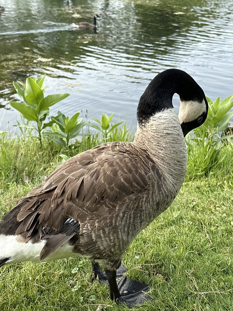 Canada Goose from Whirlpool Golf Course, Niagara Falls, ON, CA on June ...