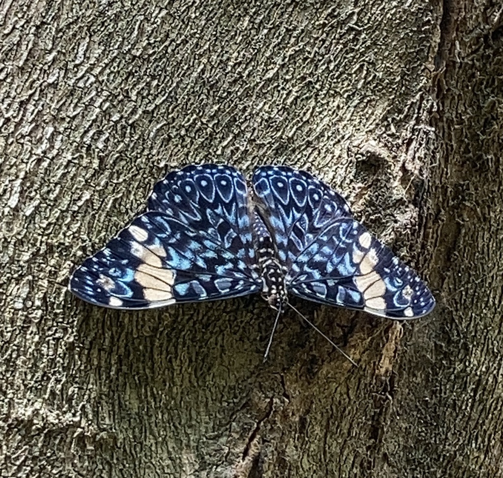 Red Cracker from Pijijiapan, MX-CH, MX on June 19, 2023 at 10:55 AM by Matt Brady · iNaturalist