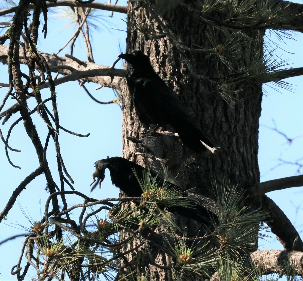 Common Raven from San Diego County, CA, USA on June 17, 2023 at 05:16 ...