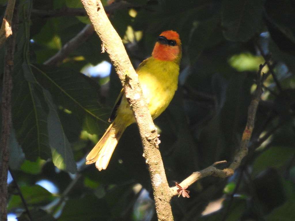 Red-headed Tanager from La Pintada, Gro., México on June 14, 2023 at 08 ...