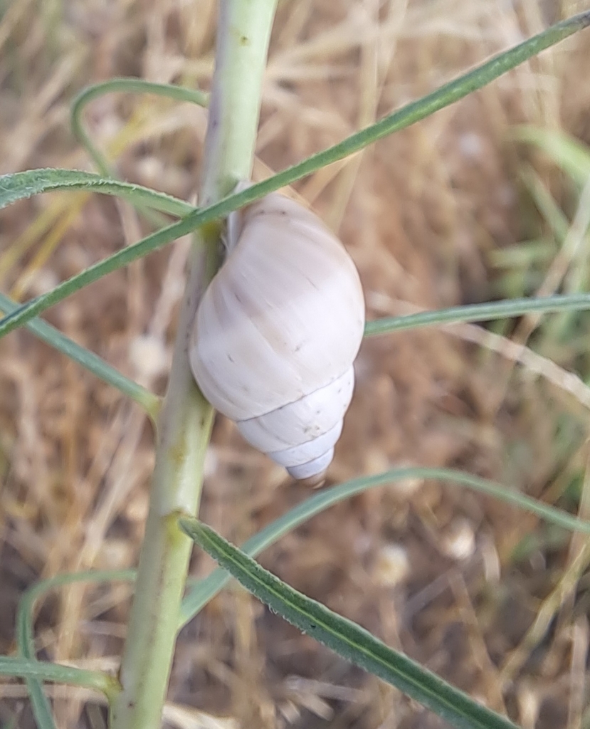 Prairie Rabdotus from Walnut Springs, TX 76690, USA on June 20, 2023 at ...