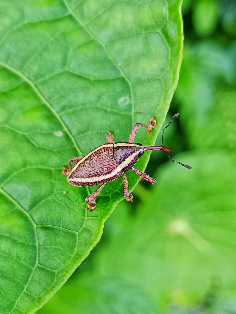 Cholus ellipsifer from Briceño, Antioquia, Colombia on May 11, 2023 at ...