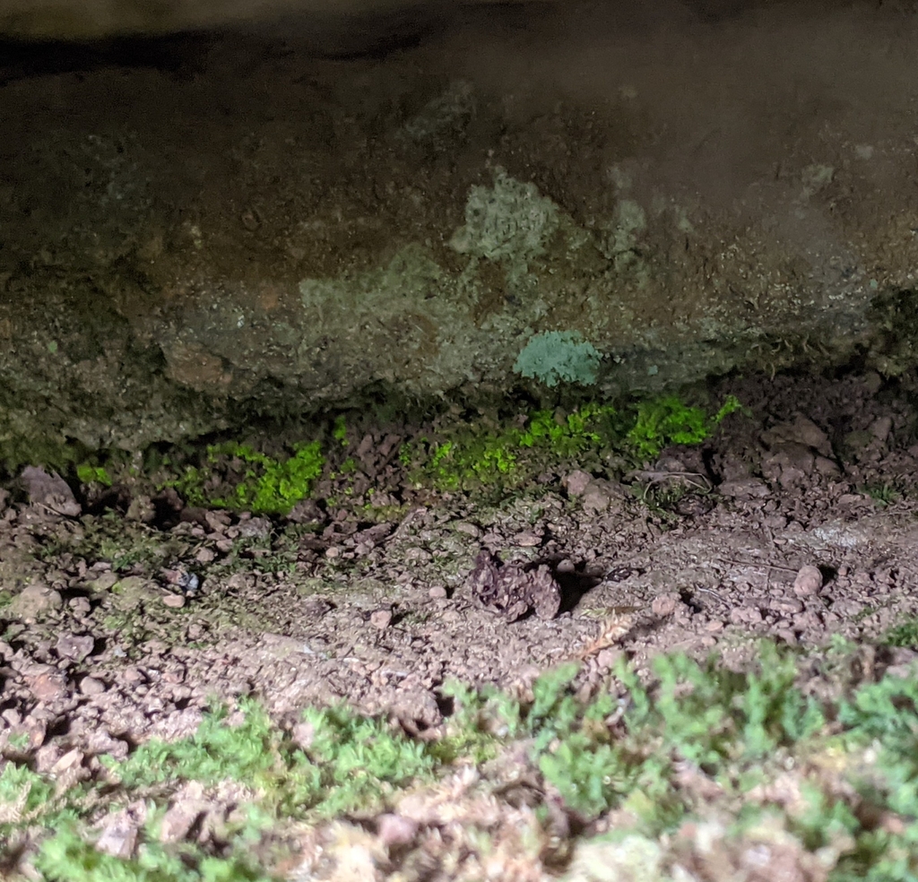 Luminous Moss in June 2023 by Darka · iNaturalist