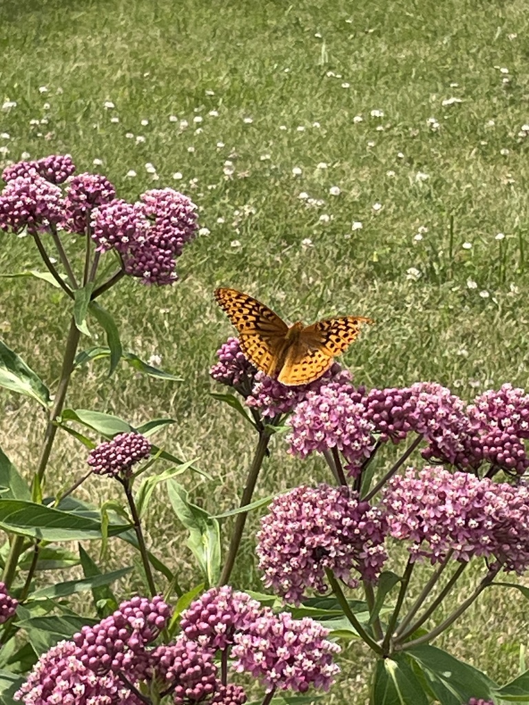Great Spangled Fritillary from Hillcrest Dr, Munhall, PA, US on June 19 ...