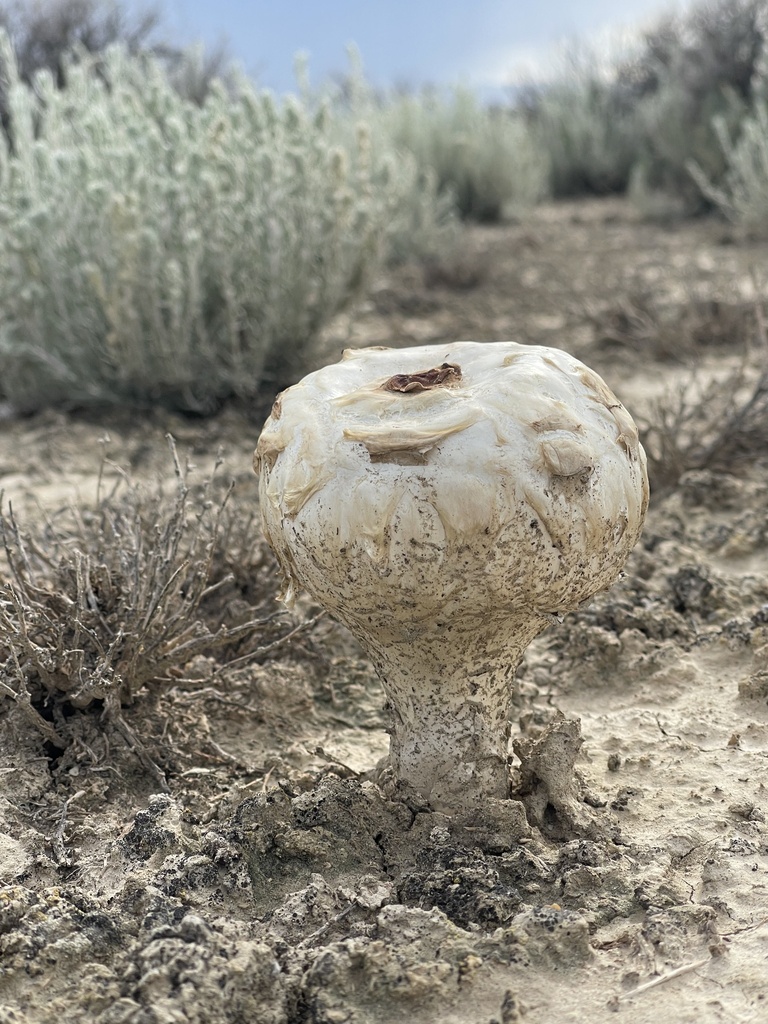 Gasteroid Agaricus in June 2023 by Josh Warner · iNaturalist