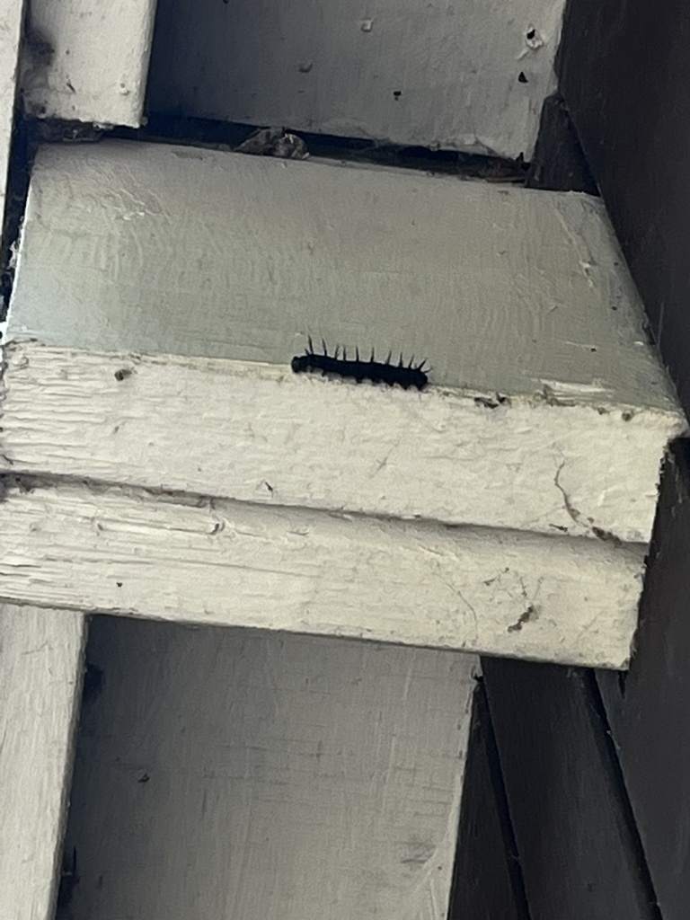 Mourning Cloak from Sand Bar State Park, Colchester, VT, US on June 20 ...