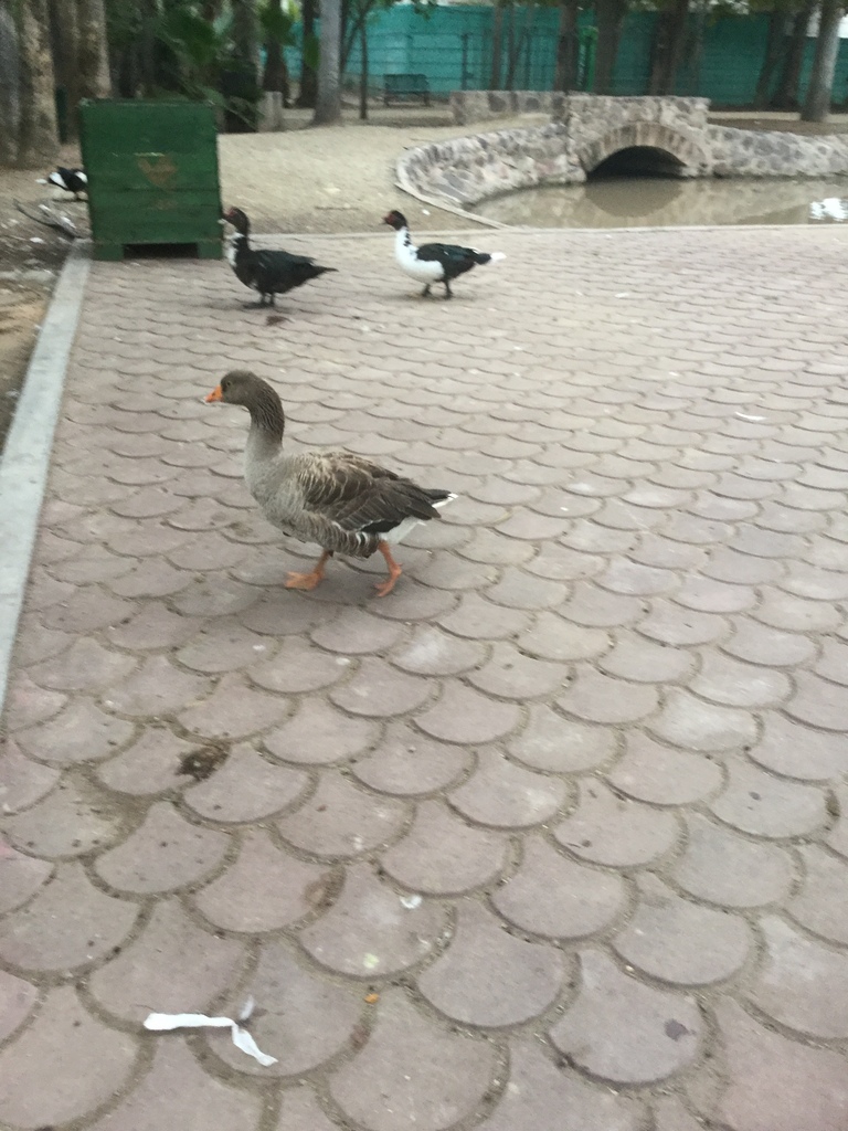 Domestic Greylag Goose from Country Club Los Mochis, Los Mochis, SIN ...