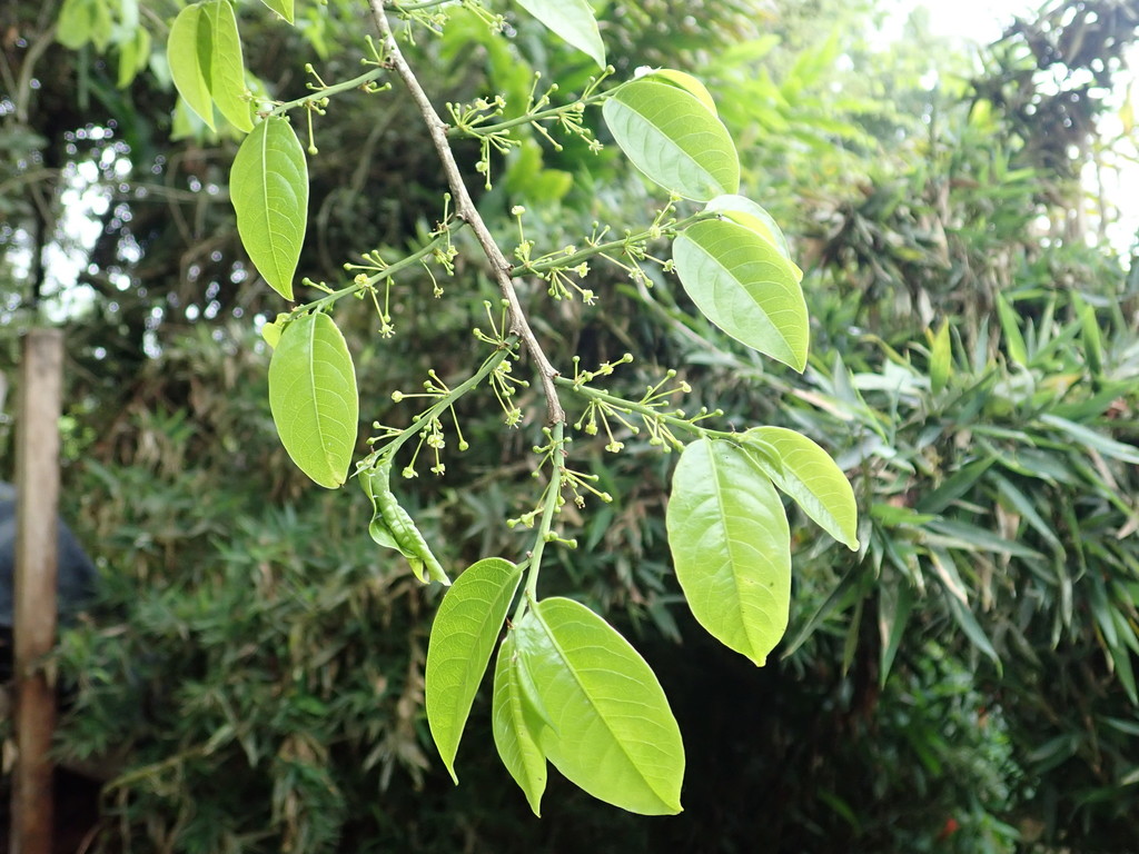 Koko Trees from Ecuador on December 15, 2018 by rudygelis. arbol de 10 ...