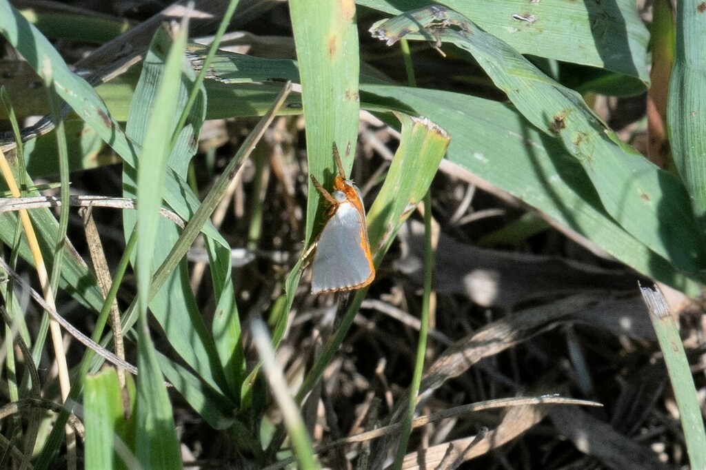 Satin Argyria Moth from Lancaster County, NE, USA on June 20, 2023 at ...