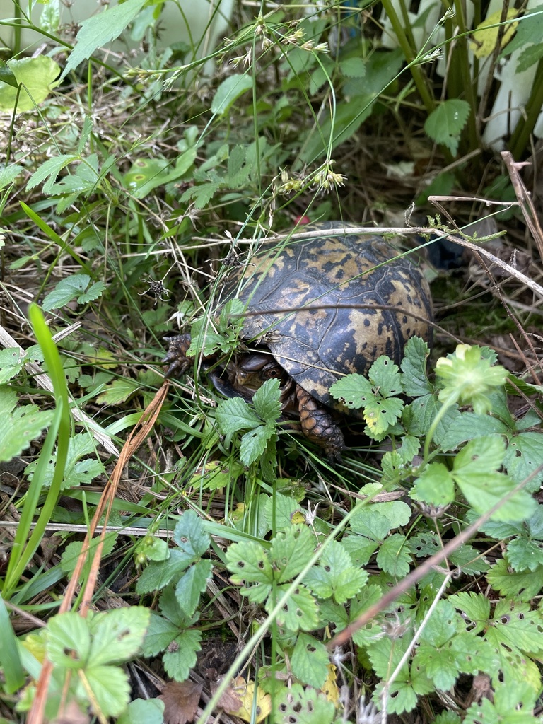 Common Box Turtle in June 2023 by Ann Stinson · iNaturalist