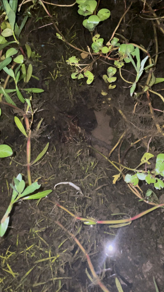 Red Swamp Crayfish in June 2023 by Cole Burrow. If anyone is aware of ...