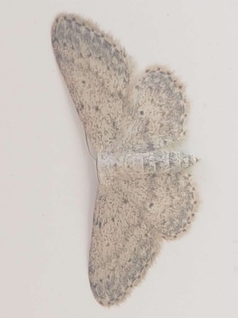 Mullein Wave from Bude EX23, UK on June 20, 2023 at 07:31 PM by Simon ...