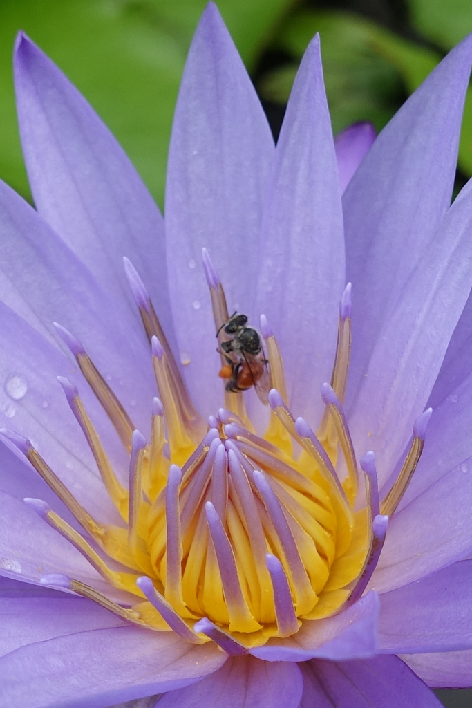 Red Dwarf Honey Bee from Marina Bay, Singapore on December 8, 2018 at ...