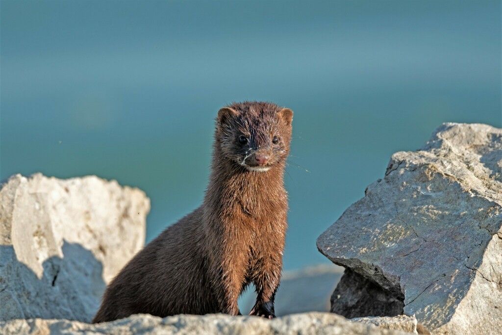American Mink from Lancaster County, NE, USA - Pawnee Lake SRA on June ...