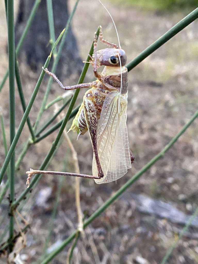 White-faced Bush-cricket from Εύβοια, Δίρφυς, Στερεάς Ελλάδας, GR on ...