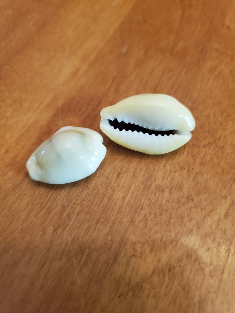 Money Cowry from Kelanoa on April 12, 1967 by Hannah Wortman · iNaturalist