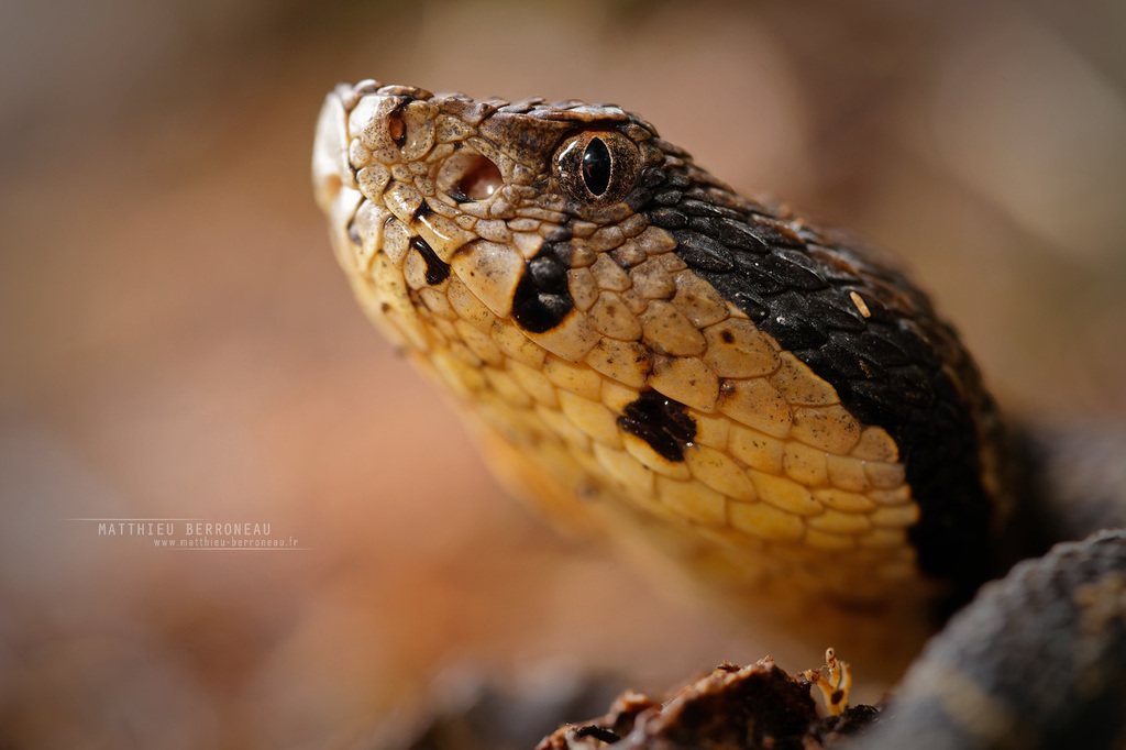 Mexican Jumping Pit Viper in September 2018 by Matthieu Berroneau ...