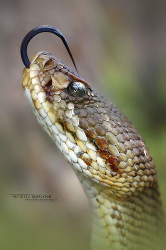Basilisk Snake Real Life