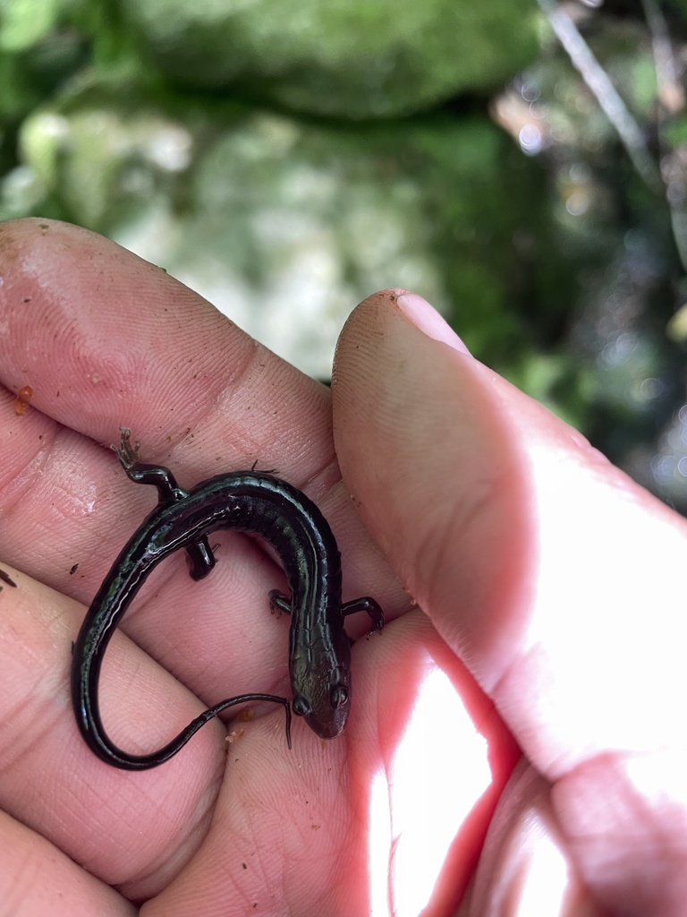 Blue Ridge Dusky Salamander in June 2023 by John Lynch · iNaturalist
