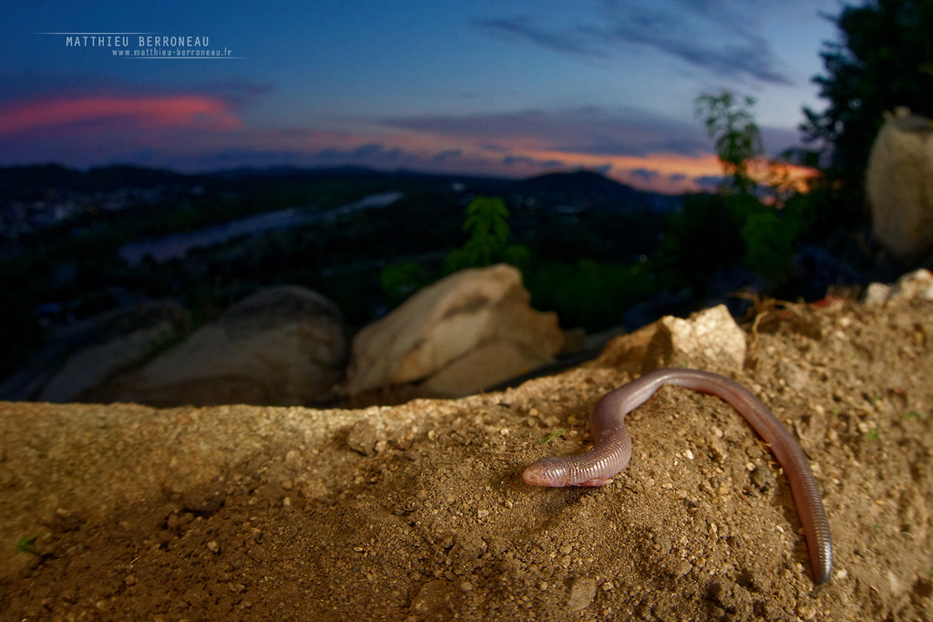 Three-toed Worm Lizard in September 2018 by Matthieu Berroneau ...
