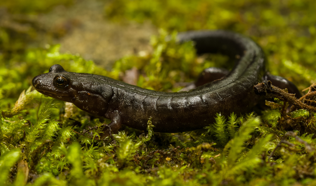Cherokee Blackbelly Salamander in June 2023 by matt-ratcliffe. Venter ...
