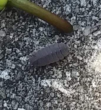 Powder Blue Isopod from Vero Beach, FL 32960, USA on June 19, 2023 at ...