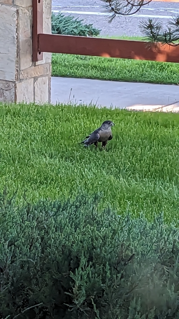 Cooper's Hawk from Sage Creek, Fort Collins, CO 80528, USA on June 20 ...