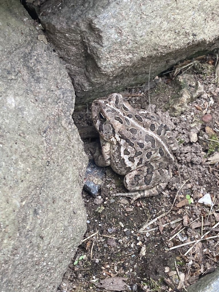 Fowler's Toad from Delaware Water Gap National Recreation Area ...