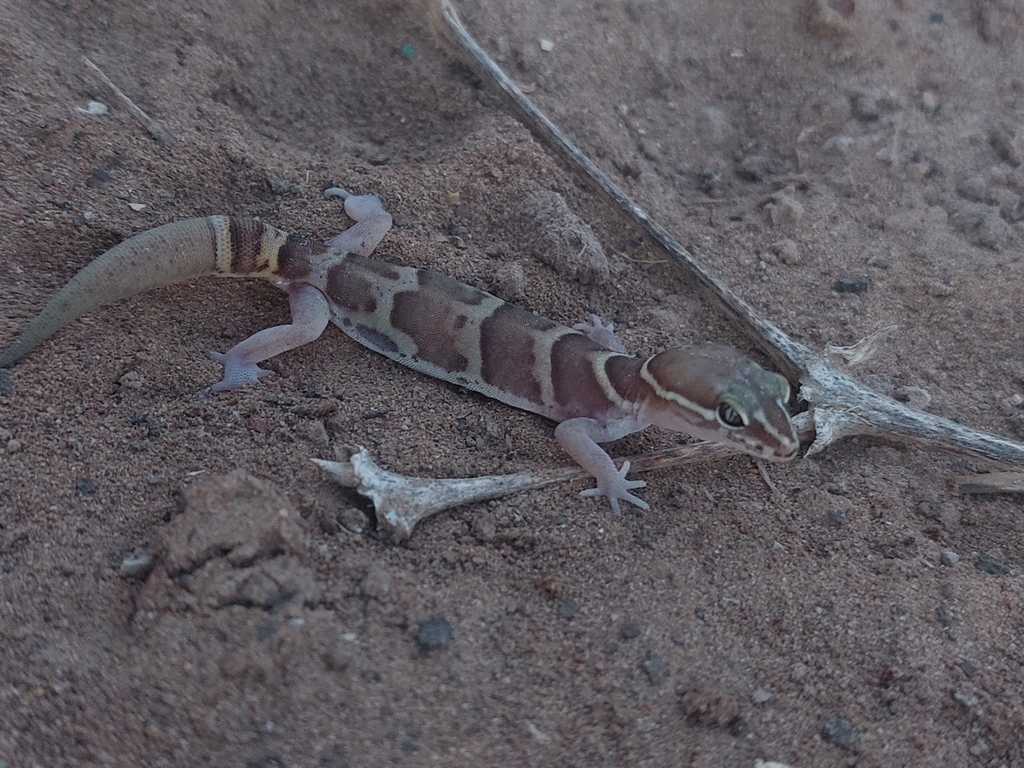 Western Banded Gecko from 23710 B.C.S., México on June 17, 2023 at 07: ...