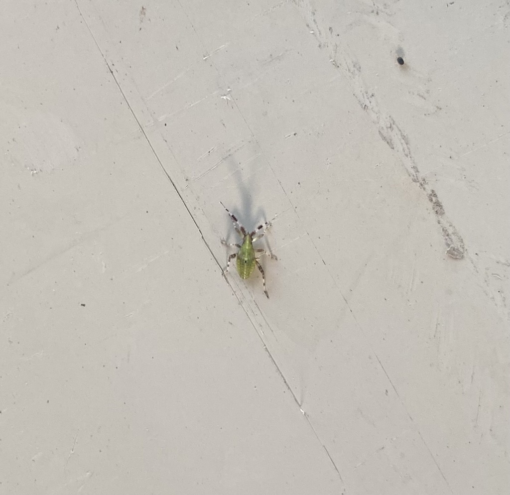 Dicyphus from E Sicily St, Meridian, ID, US on June 20, 2023 at 08:44 ...