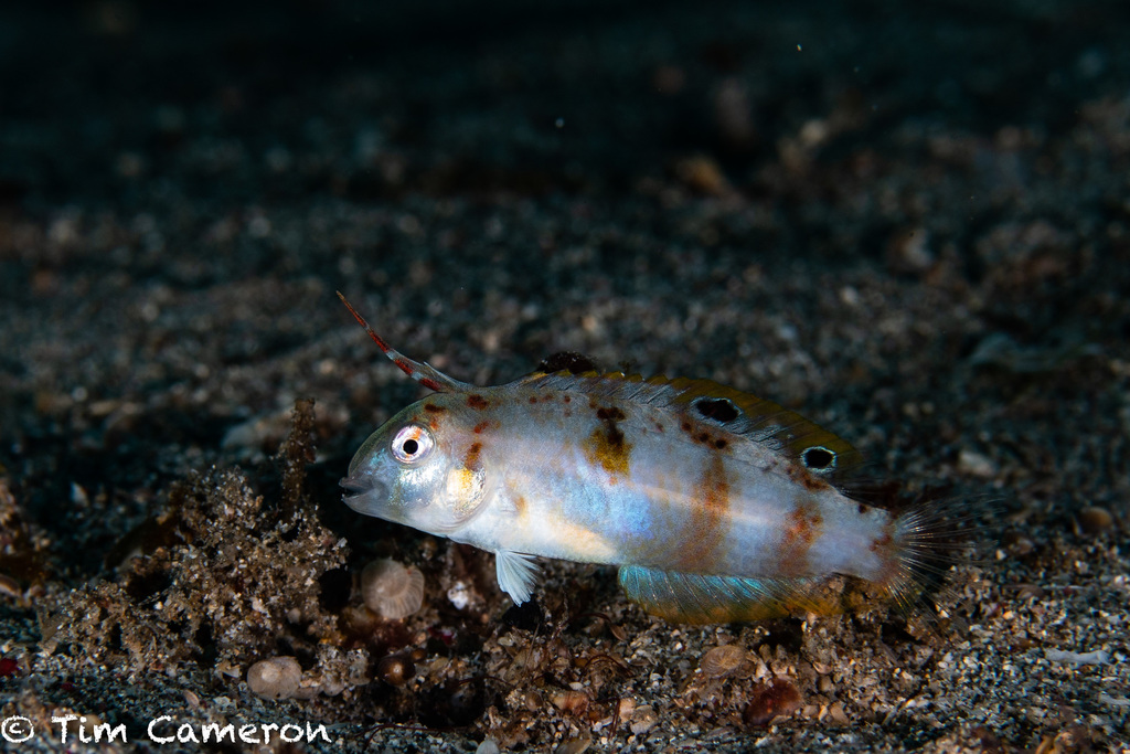 Leaf Wrasse (Iniistius dea) - Marine Life Identification