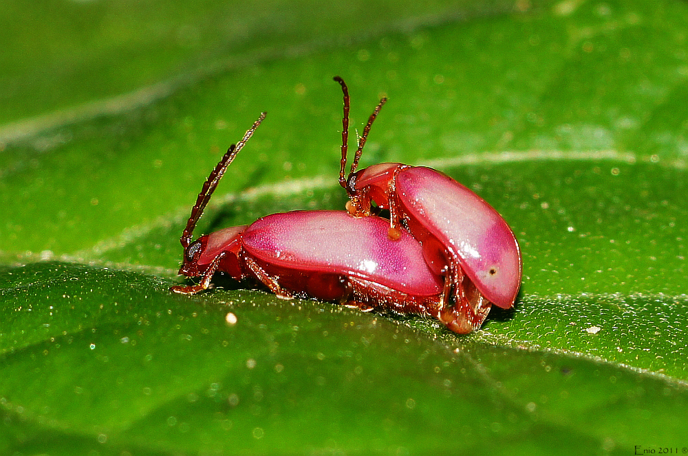 Asphaera hilaris from Piedade - SP, 18170-000, Brasil on November 25 ...