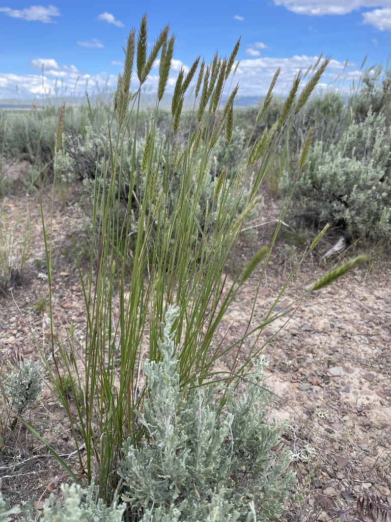 Agropyron fragile sibiricum from Jackpot, NV, US on June 20, 2023 at 03 ...