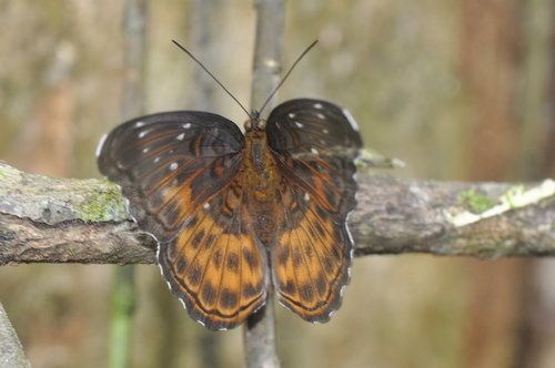 Moduza lycone · NaturaLista Colombia