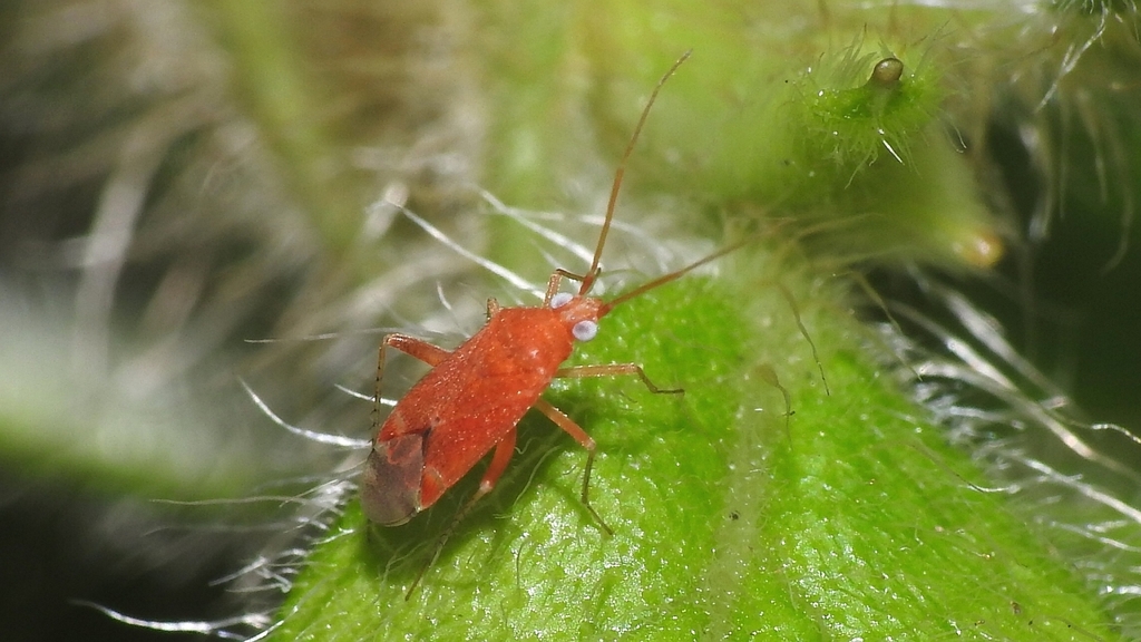 Plant Bugs from 大屯自然公園 on June 21, 2023 at 01:49 PM by aero bird. 雜盲椿屬 ...