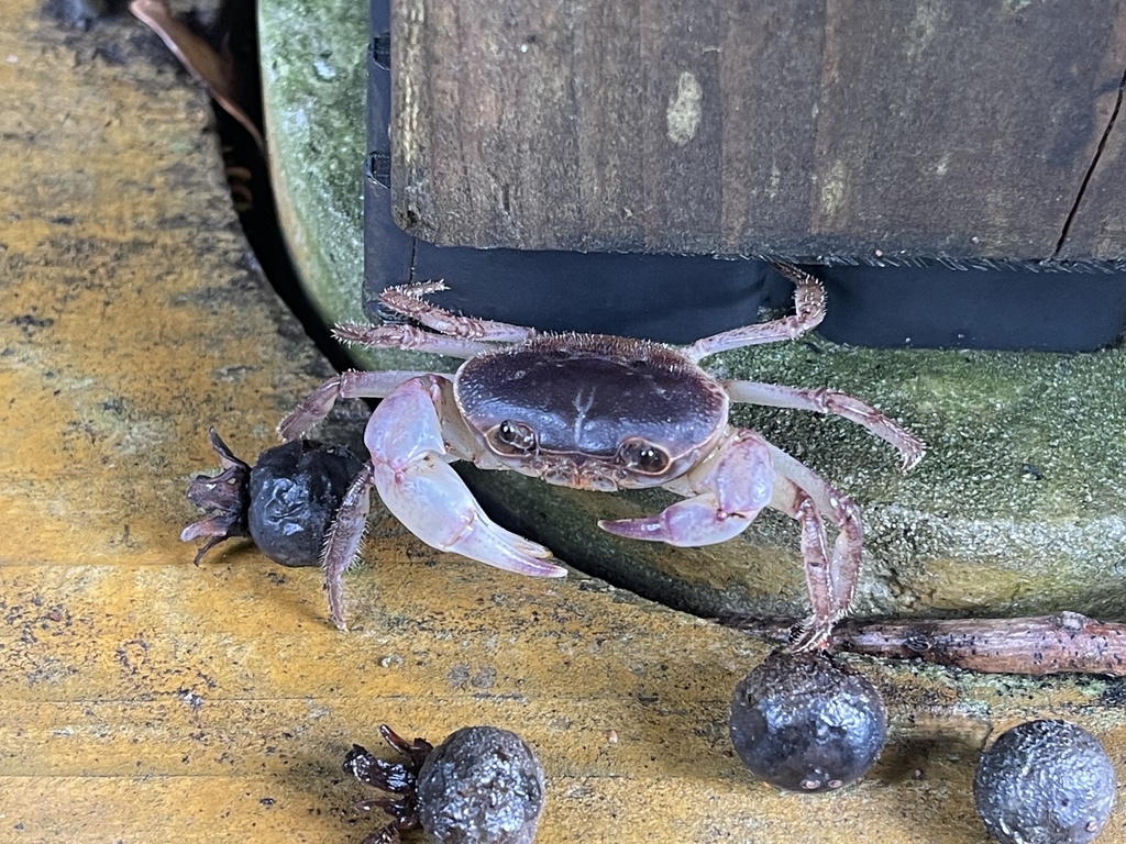 Japanese Freshwater Crab from 宮之浦, 熊毛郡屋久島町, 鹿児島県, JP on June 21, 2023 ...