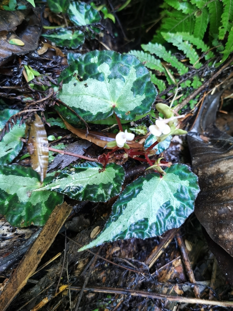 Begonia Colorata