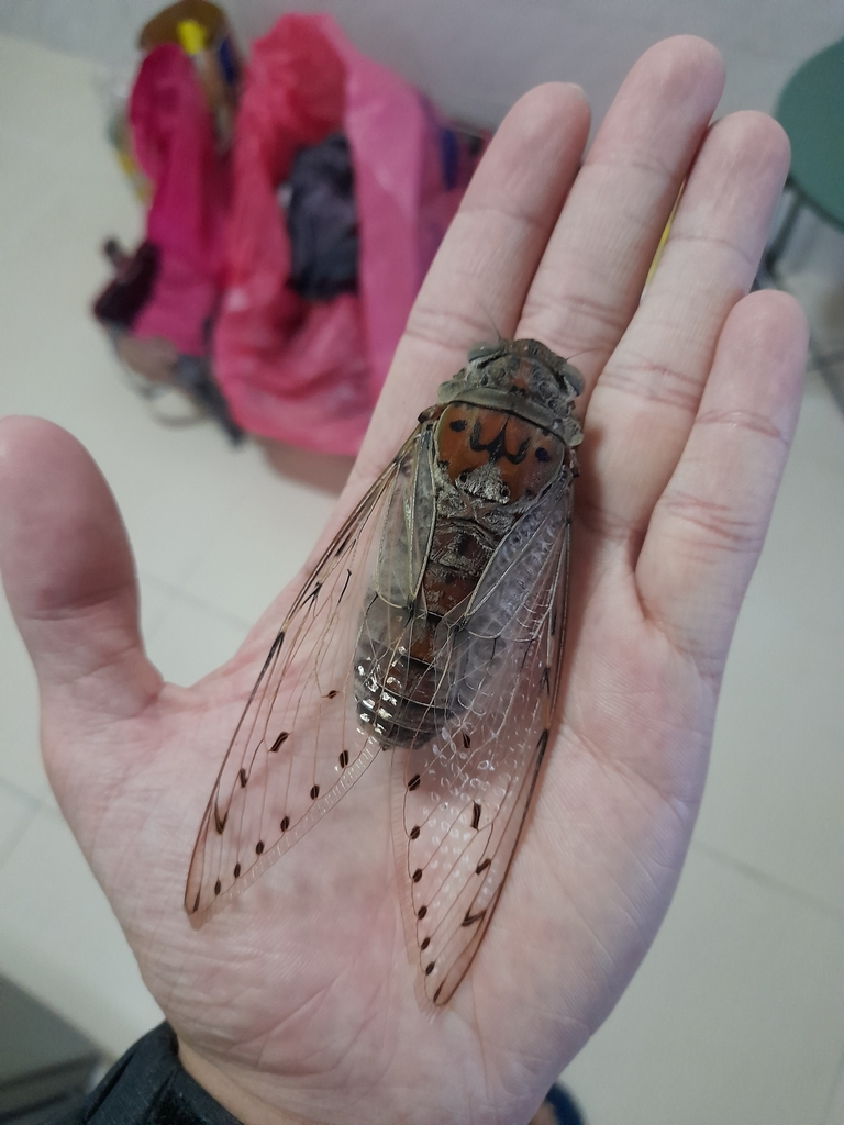 Empress Cicada from 福隆港 on June 21, 2023 at 08:30 AM by Saikō DD ...