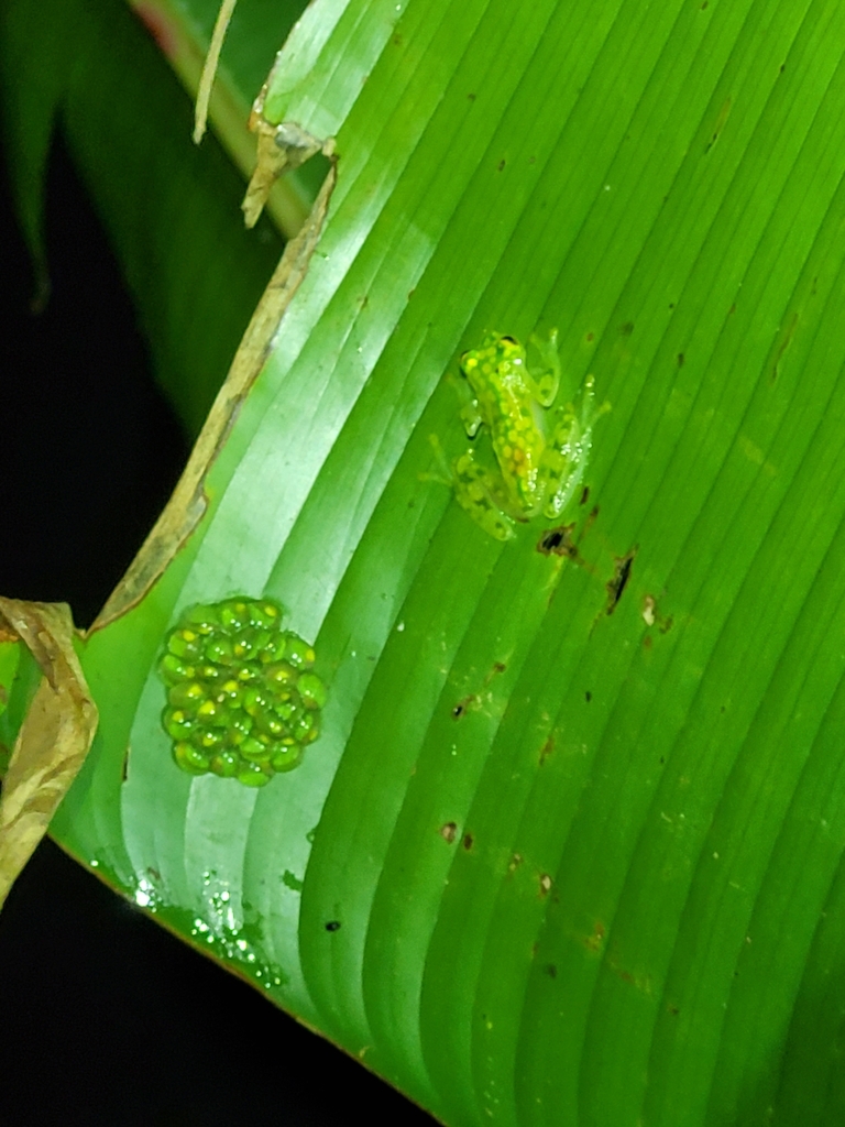 Reticulated Glass Frog in June 2023 by Billy Griswold · iNaturalist
