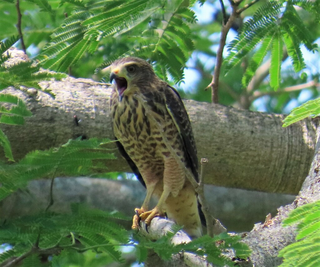 Hawks, Eagles, and Kites from Tropical Dry Forest protected by de E ...