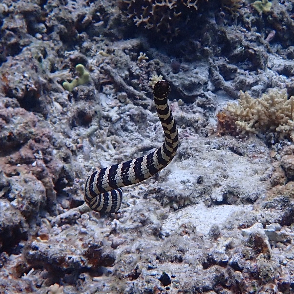 Ijima's Sea Snake from Zamami, Okinawa, JP on June 21, 2023 at 11:33 AM ...