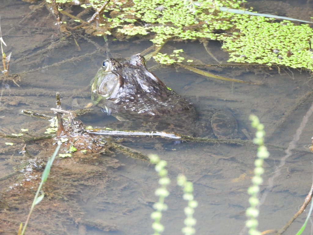 American Bullfrog from Yoshikawa, Yasu, Shiga 524-0201, Japão on June ...