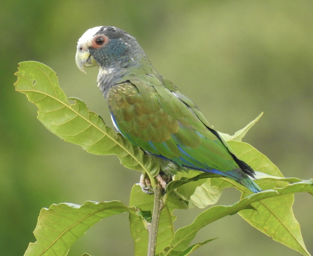 White-crowned Parrot in April 2023 by Tomohide Cho · iNaturalist